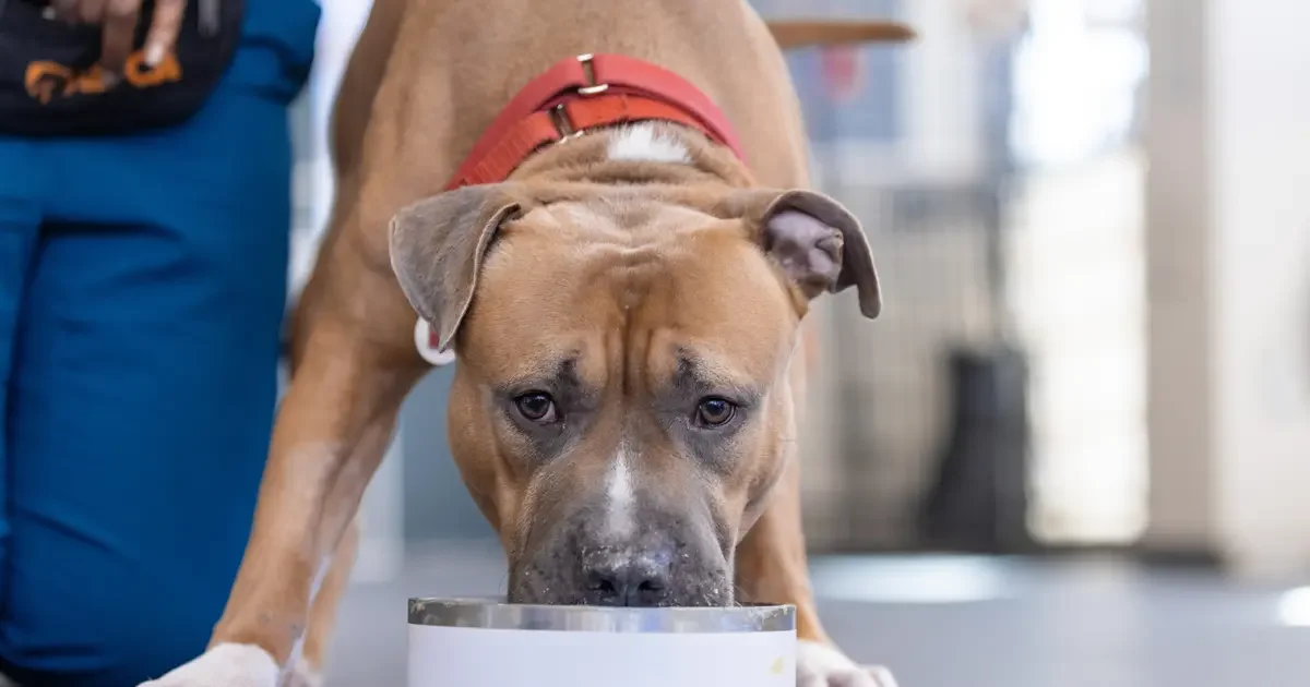 New York State Companion Animal Care Standards Act: Resources & Checklist | ASPCApro