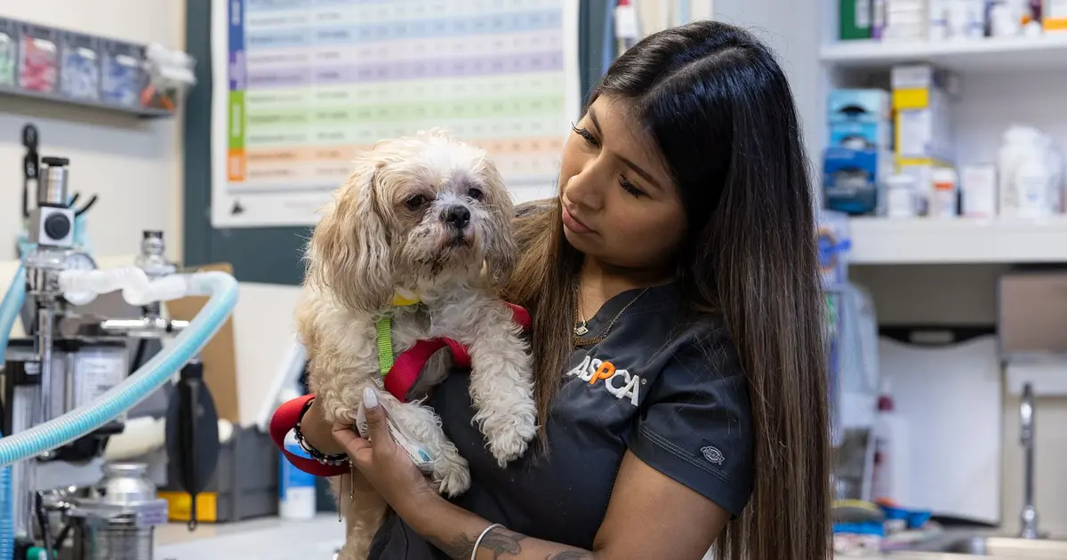 Canine Leptospirosis | ASPCApro