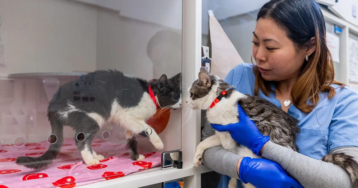 Stress in Shelter Cats: Research-Based Tips on Cat Behavior Assessment ...