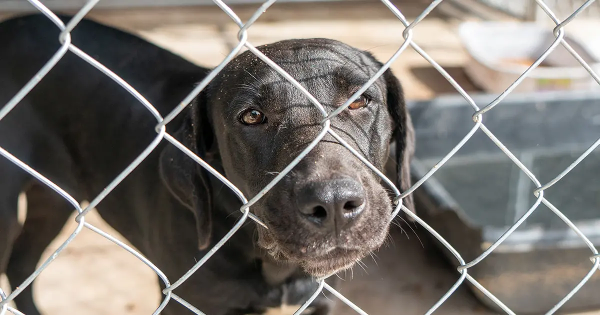 Become an ASPCA Placement Partner | ASPCApro