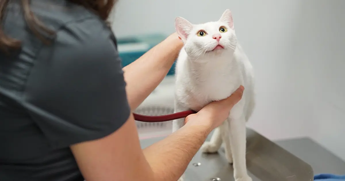 Animal Intake and Physical Examination | ASPCApro