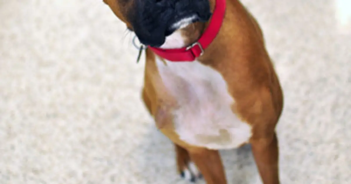 Birth Control Pill and HRT Exposure in Pets | ASPCApro