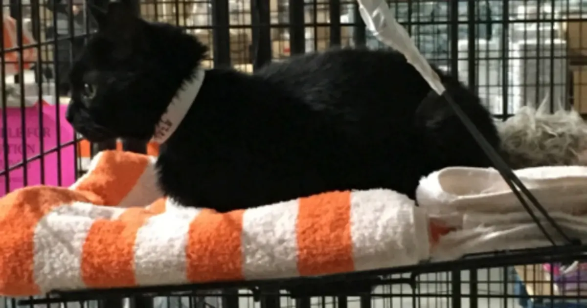 How To Create Easy Vertical Space for Cats | ASPCApro