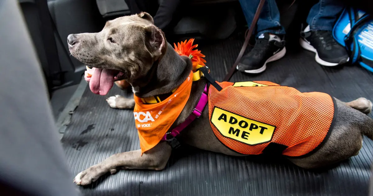 Virtual Animal Adoption Meet and Greet Example | ASPCApro