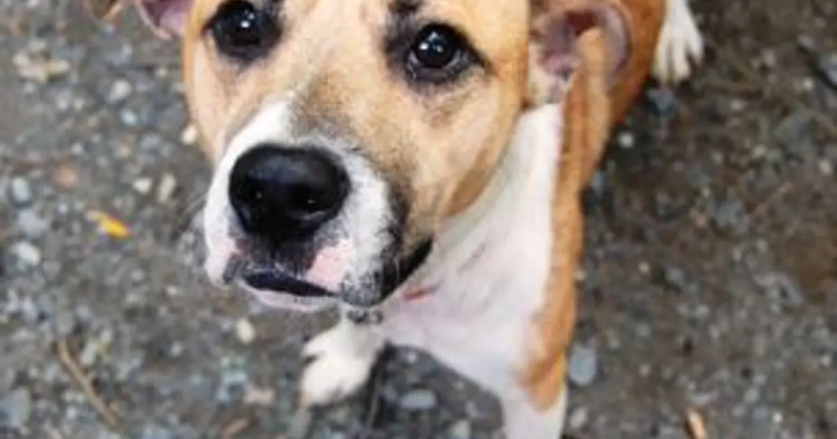 How Are Lost Pets Found? | ASPCApro