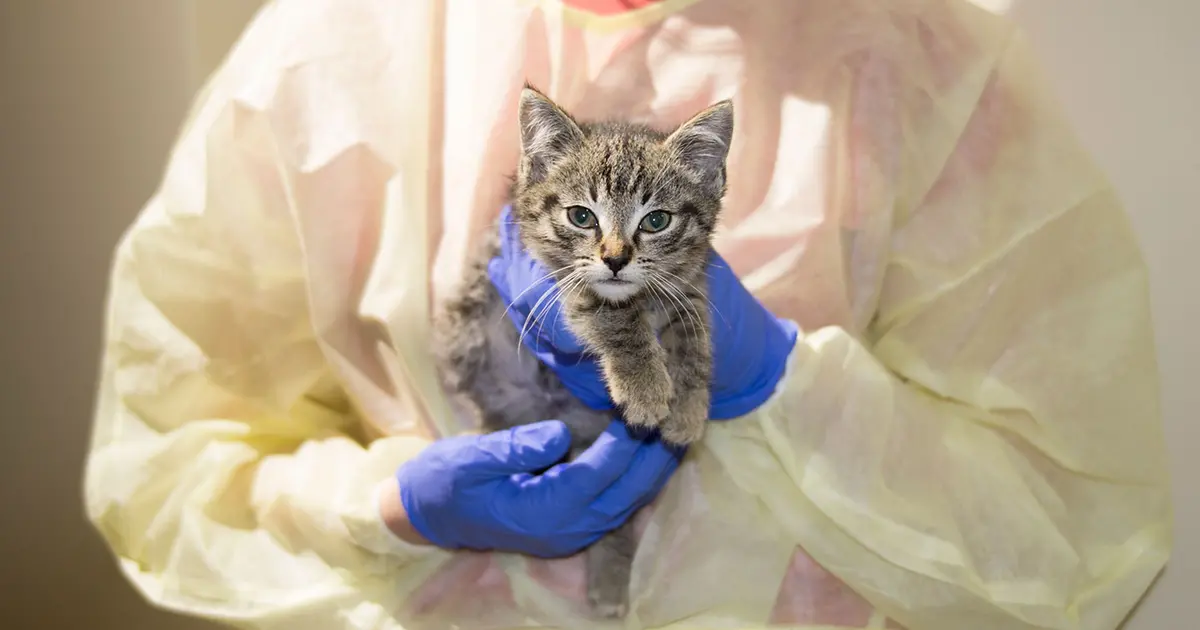 Recognizing & Responding to Infectious Diseases in Animal Shelters ...