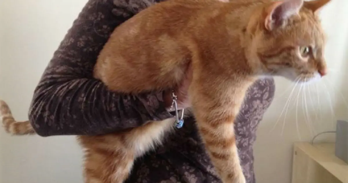 Humane Handling of Cats: How To Do 4 Safe & Effective Holds | ASPCApro