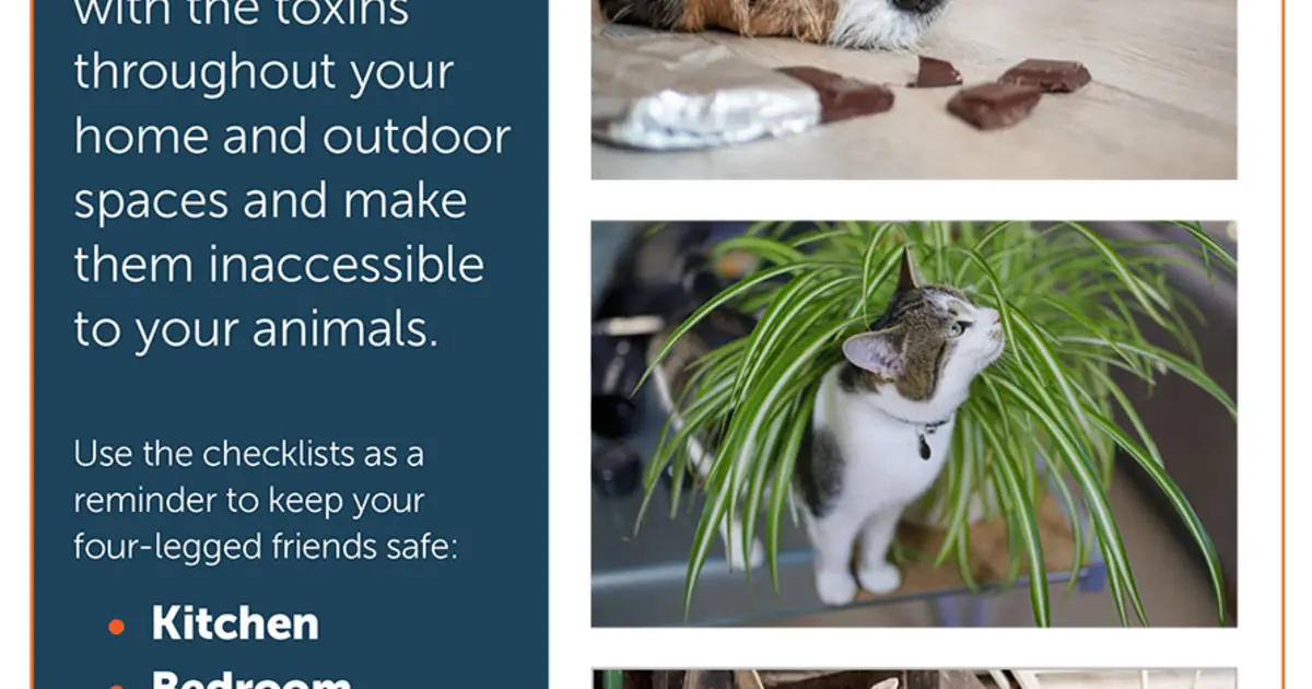 Room-By-Room Household Pet Poison Checklist | ASPCApro