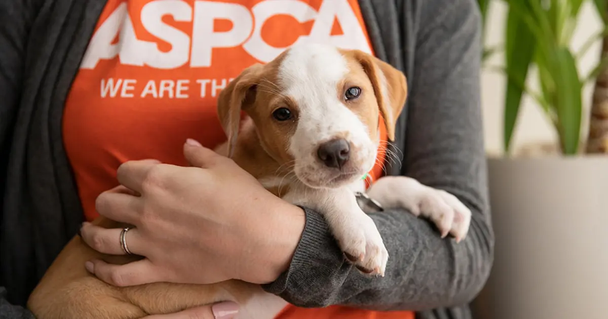 ASPCA Shelter, Equine and Veterinary Consultations | ASPCApro