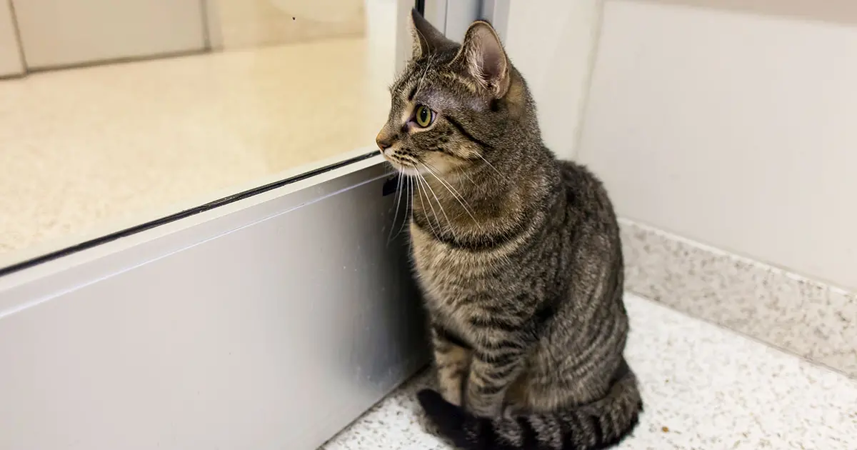 Feline Spectrum Assessment in 4 Steps | ASPCApro