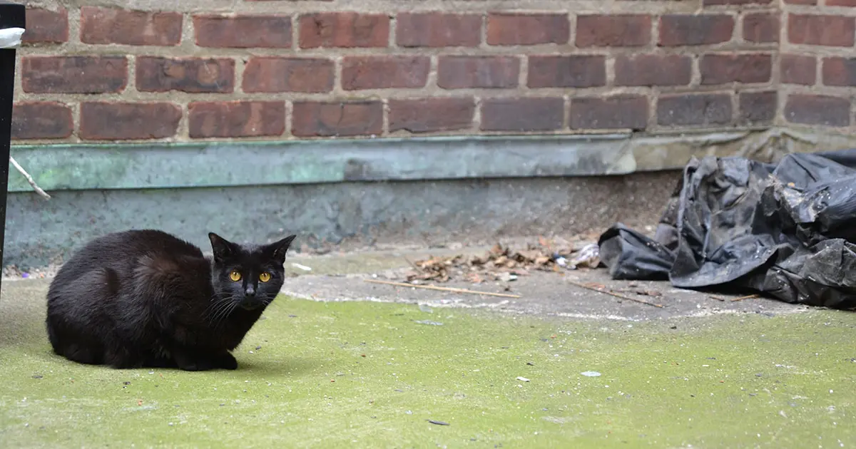 5 Tips to Make Community Cats Better Neighbors | ASPCApro
