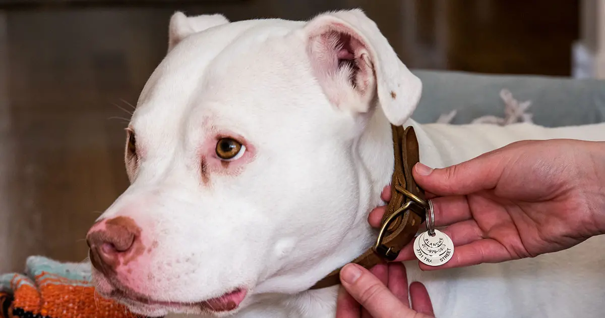 Retention of Pet ID Tags and Outcomes for Lost Pets | ASPCApro