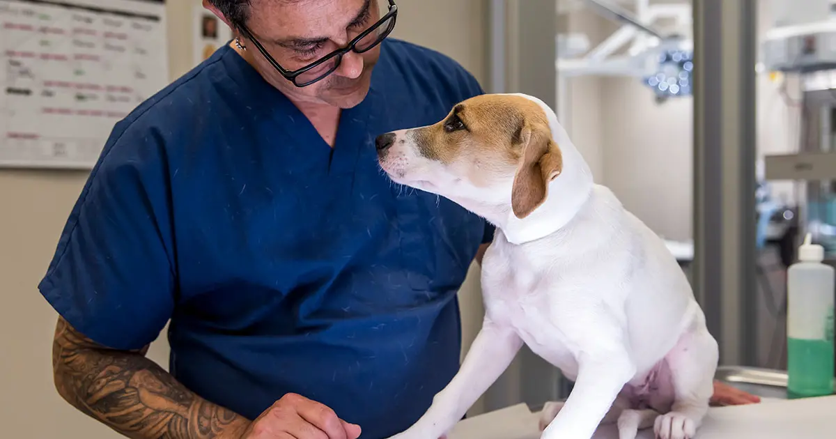 Improving Canine Quality of Life through Efficient, Low-Cost Dental ...