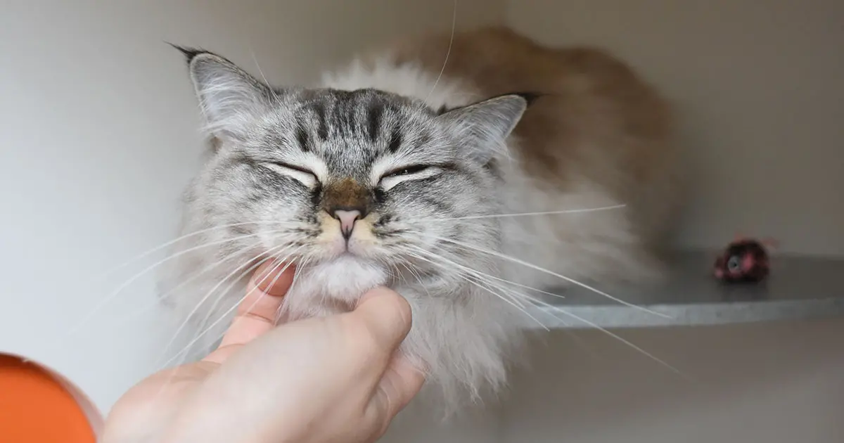 Implement Feline Spectrum Assessment (FSA) at Your Shelter | ASPCApro