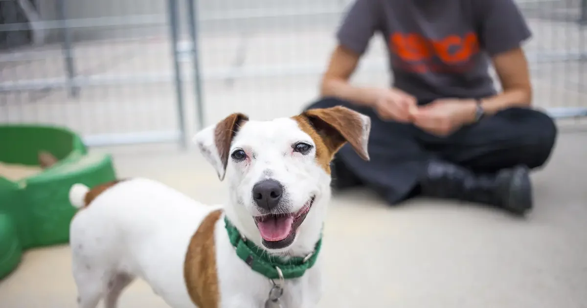 ASPCA Learning Lab | ASPCApro