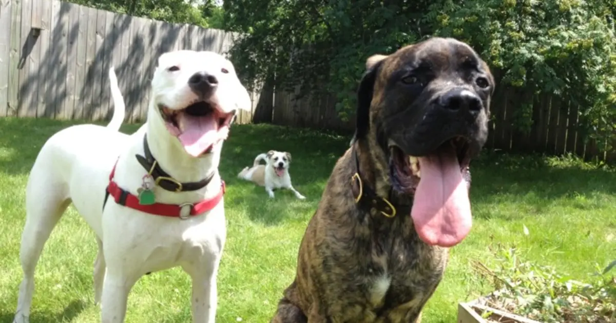 Multi-Dog Households | ASPCApro