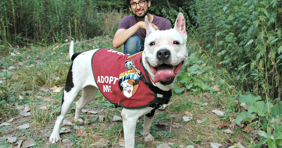 Adoption Ambassadors Resources: How to Get Your Foster Pet Adopted in ...