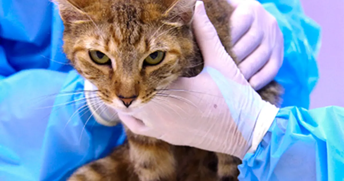 Top Toxic Causes of Pancreatitis in Pets | ASPCApro