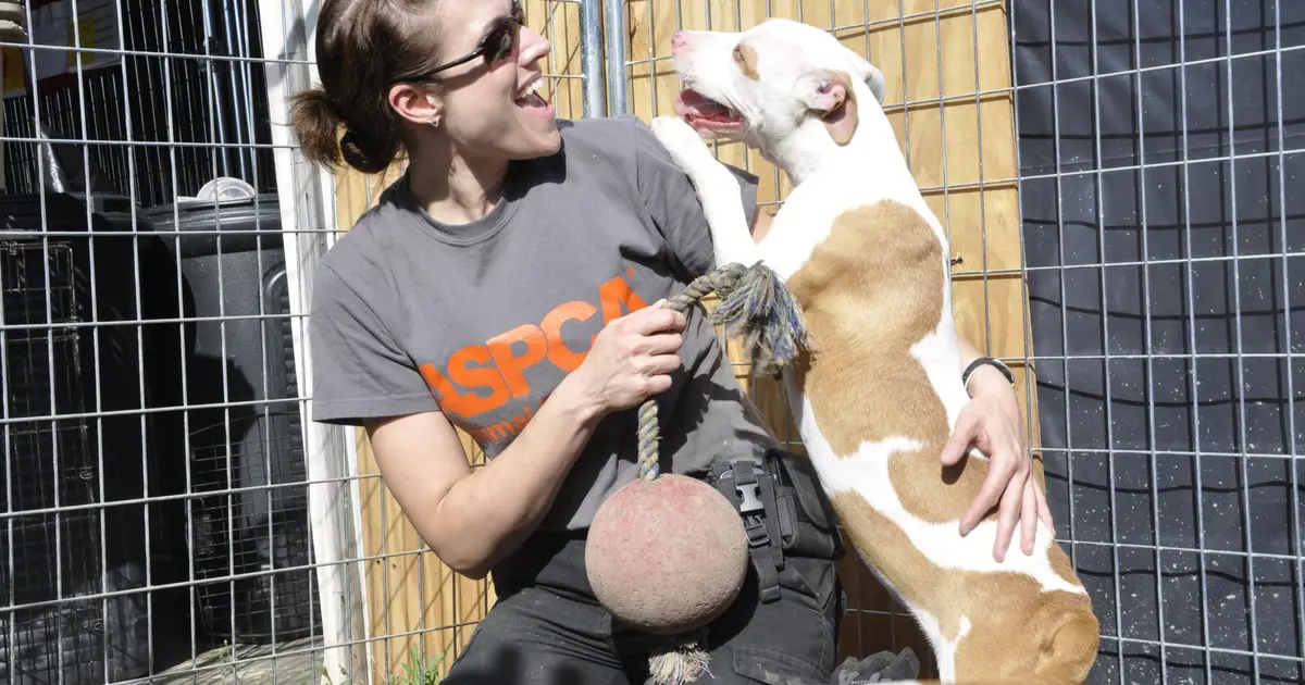 Kristen Collins | ASPCApro