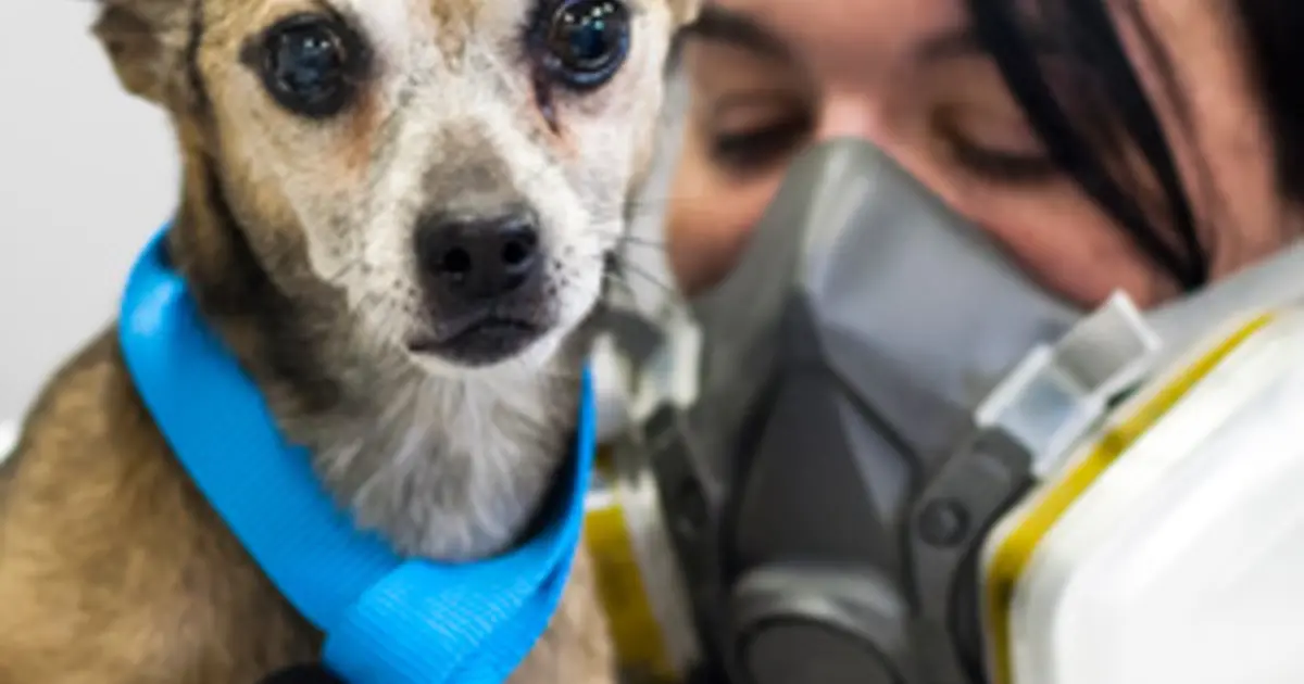 Personal Protective Equipment Posters and How-To Video | ASPCApro