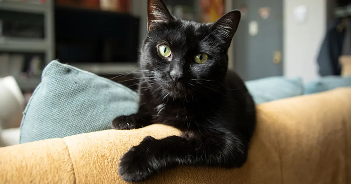 Behavior Tips for Living with Intact Dogs and Cats | ASPCApro