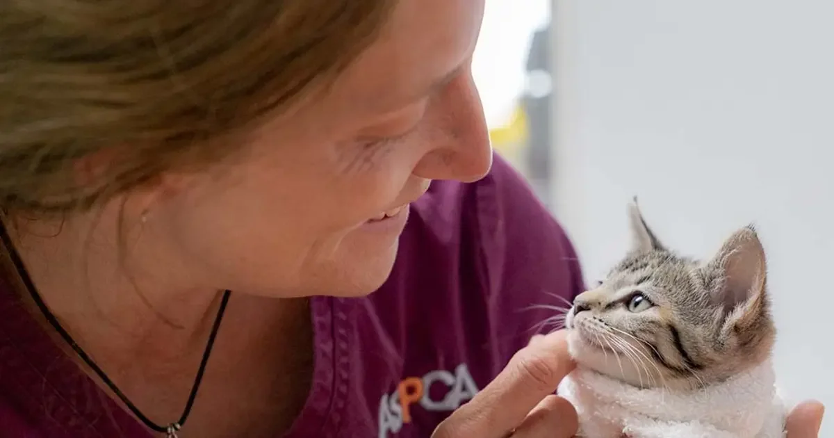 Gentle Cat Handling at Spay/Neuter Clinics | ASPCApro