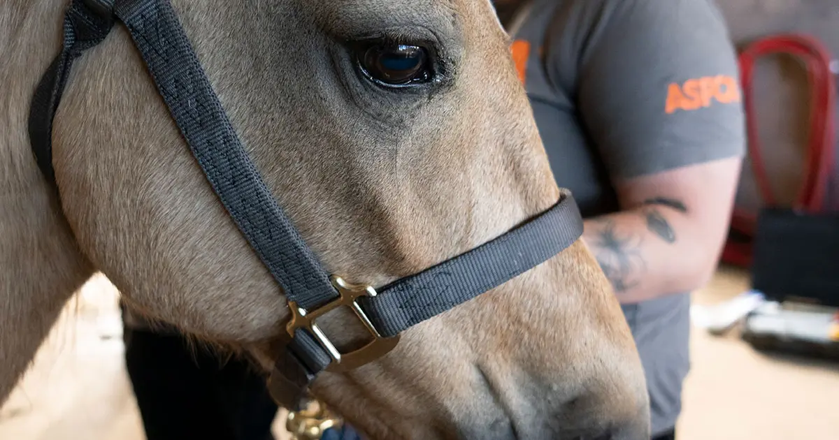 Intake Diversion Program for Horses | ASPCApro