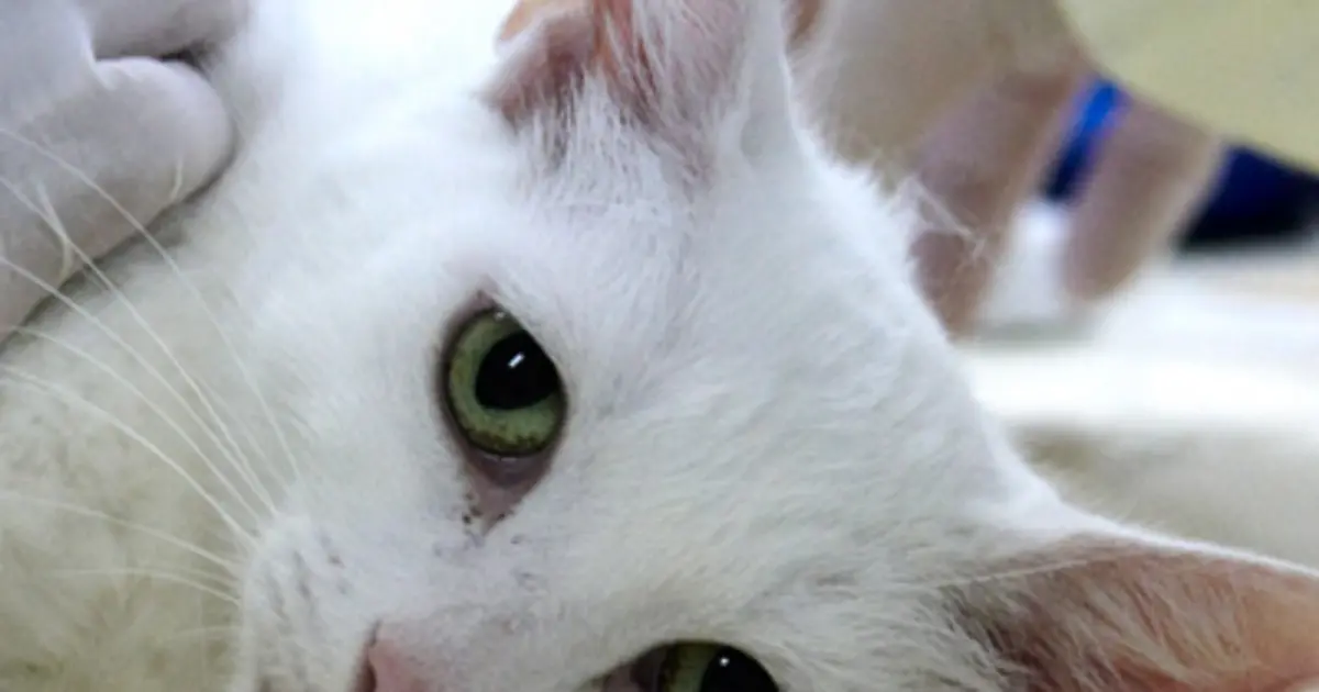 Vet Tech Corner: LSD Toxicosis in Animals | ASPCApro