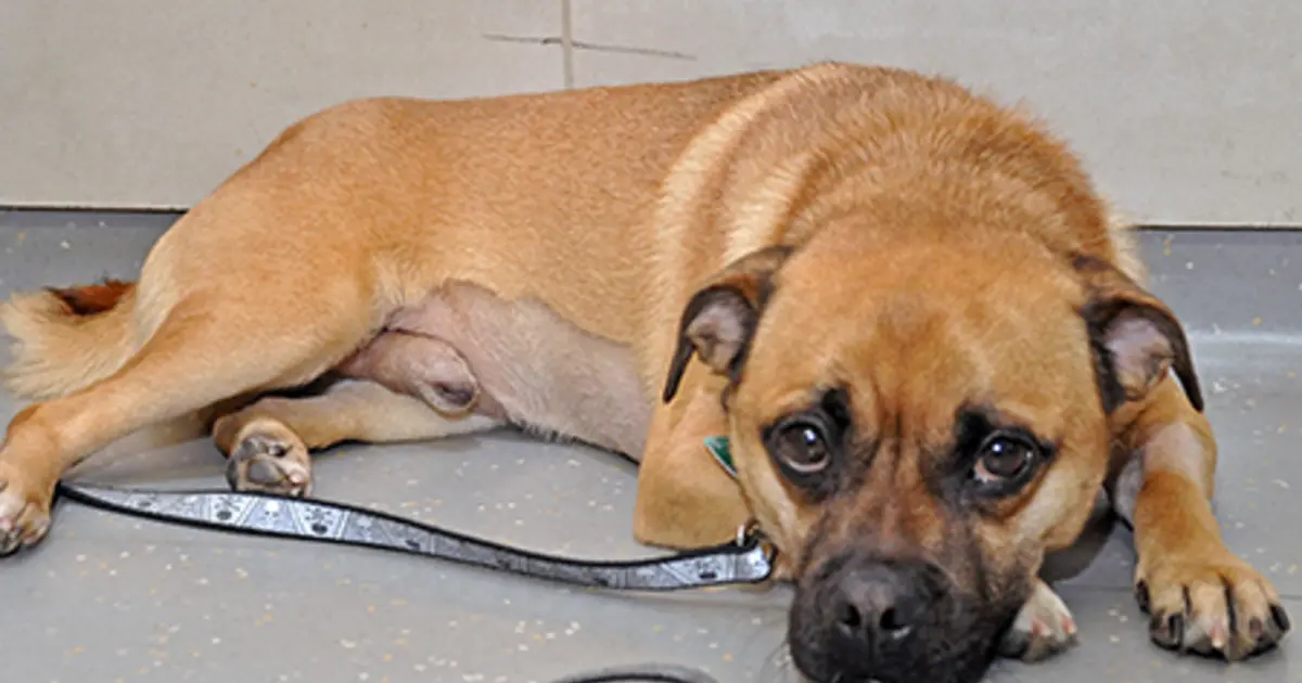 Toxic Component in Grapes and Raisins Identified | ASPCApro